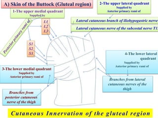 gluteal region BPT.pptx