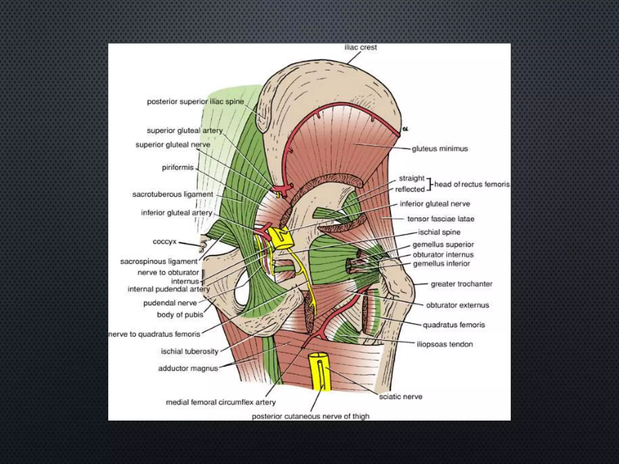 Gluteal region by insha ur rahman | PPT