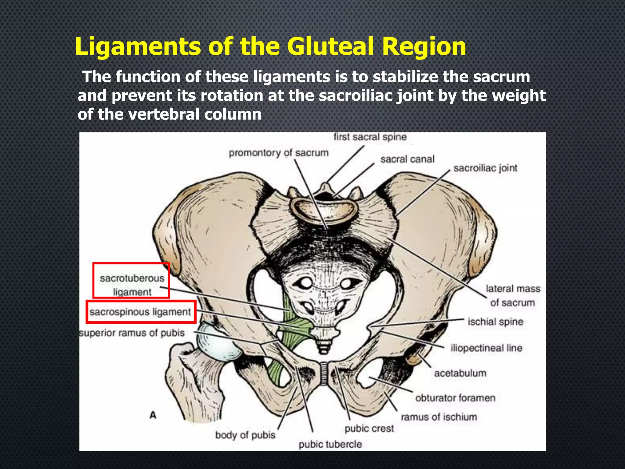 Gluteal region by insha ur rahman | PPTX