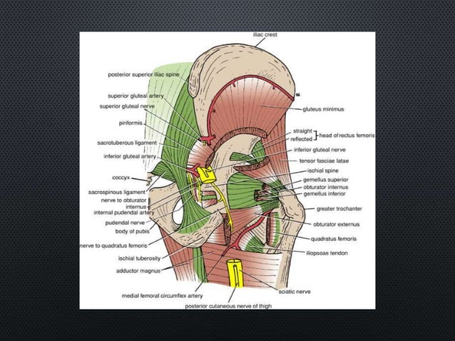 Gluteal region by insha ur rahman | PPT