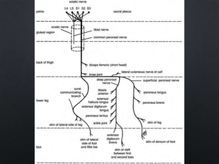 Gluteal region by insha ur rahman | PPT