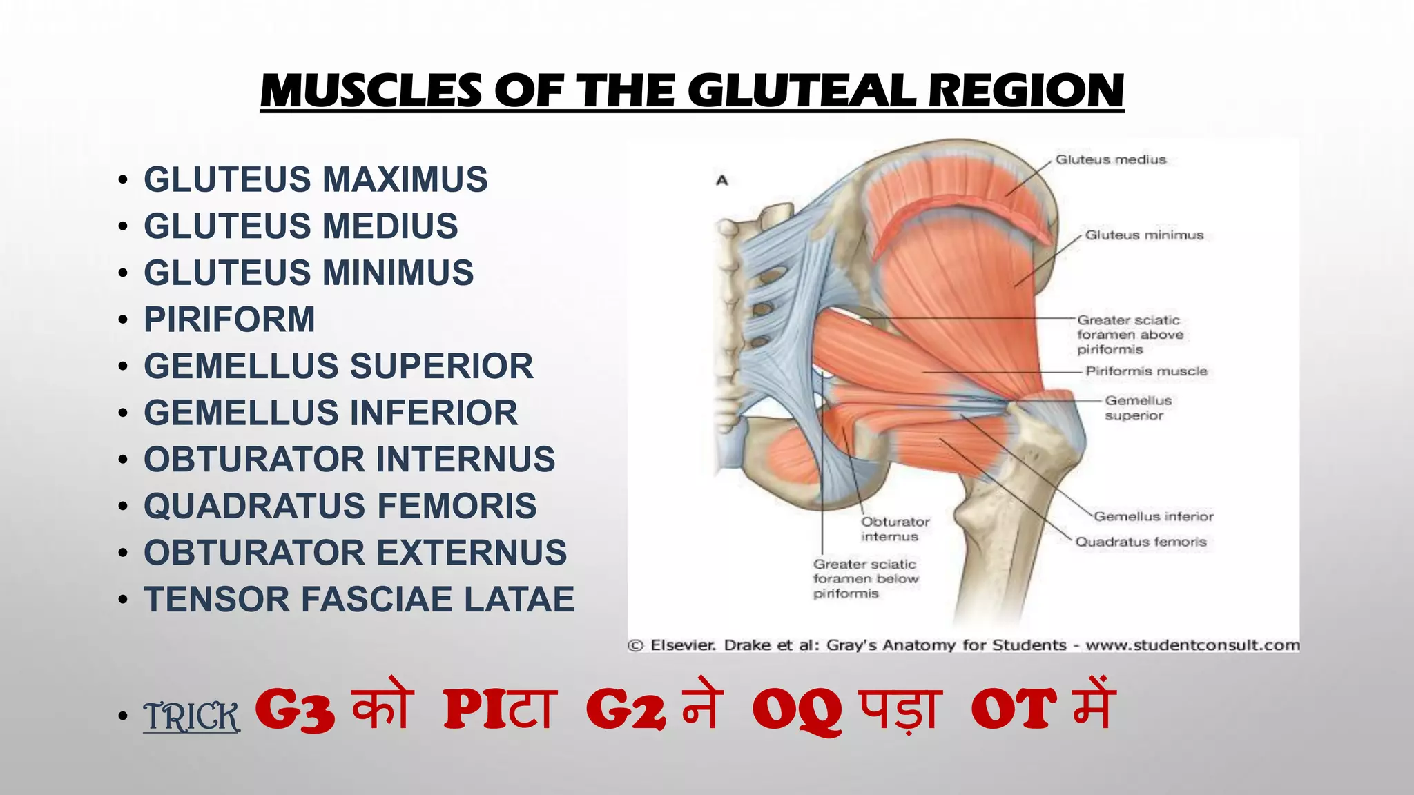 Gluteal region by ssk | PDF