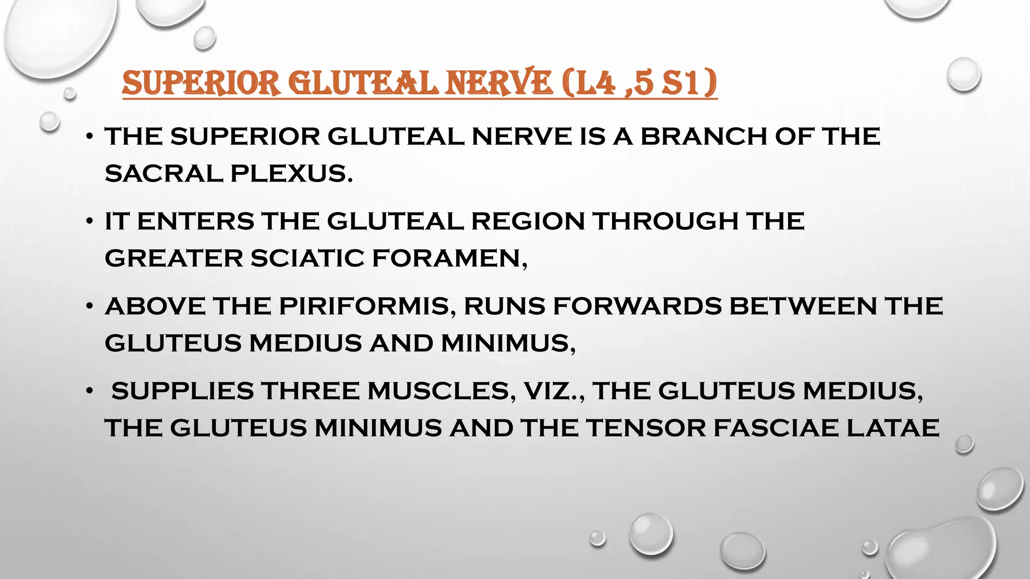 Gluteal region by ssk | PDF