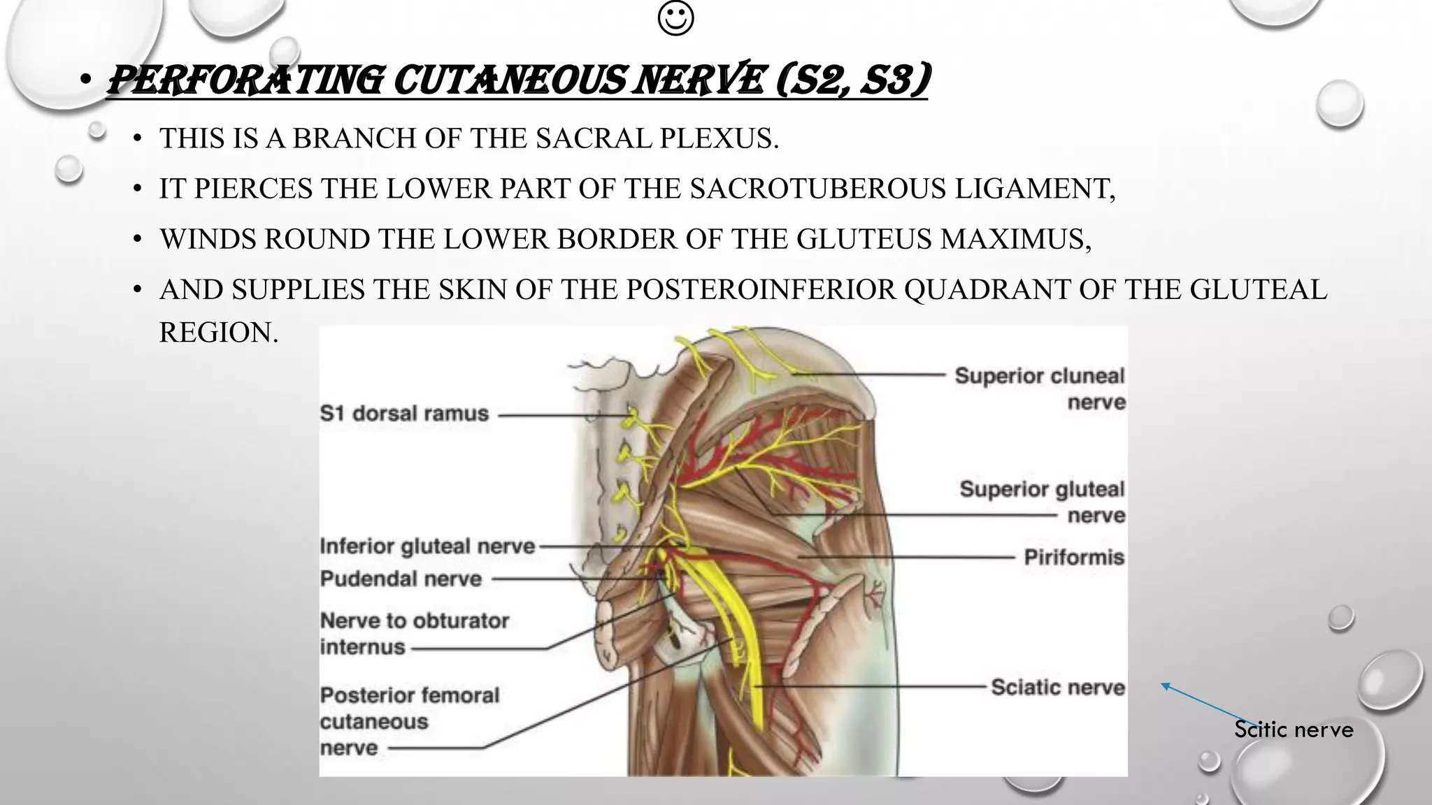 Gluteal region by ssk | PDF