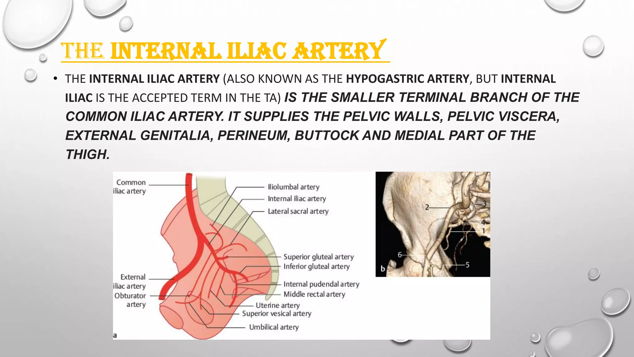 Gluteal region by ssk | PDF