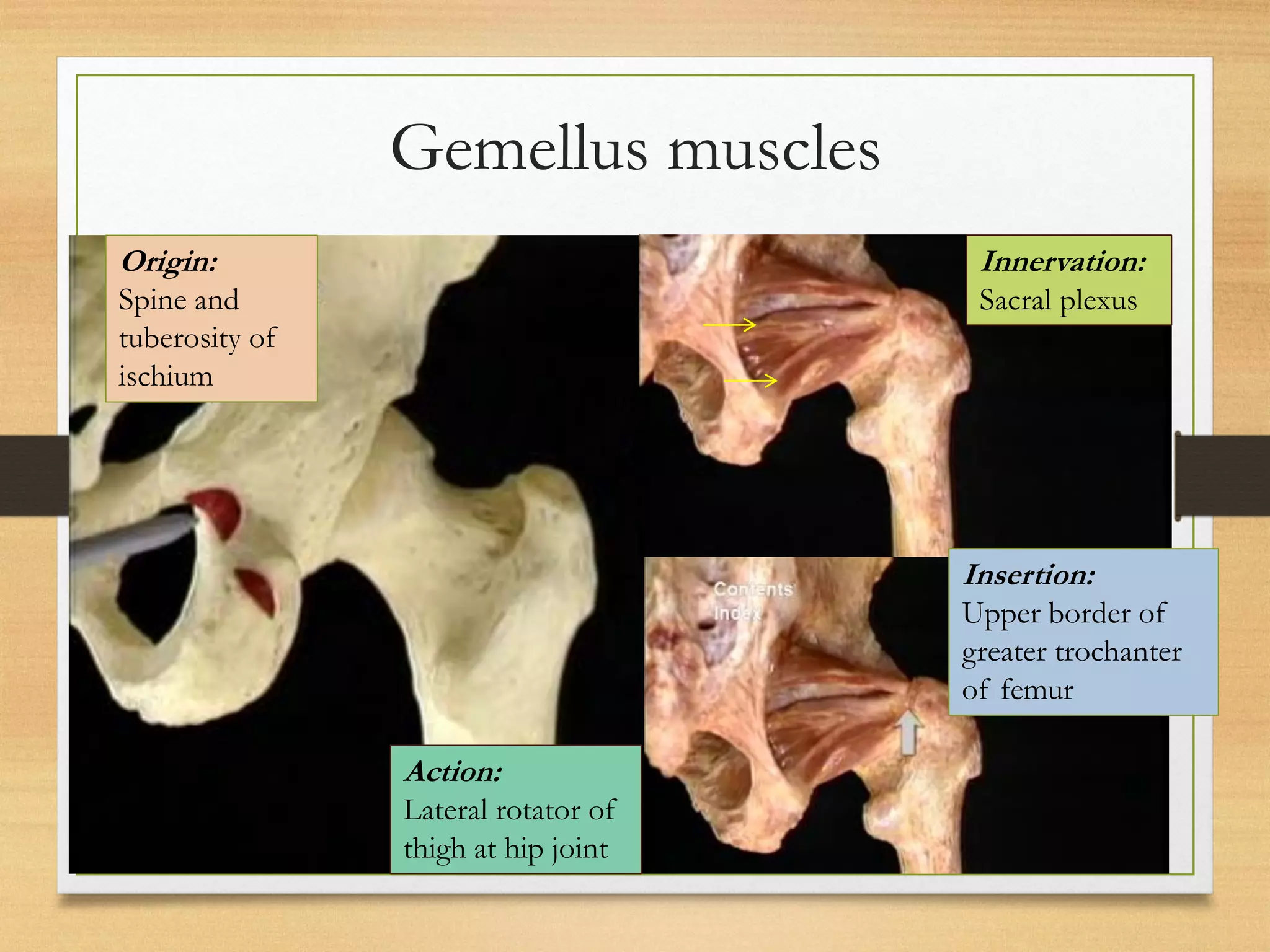 Gluteal region clinical anatomy | PDF
