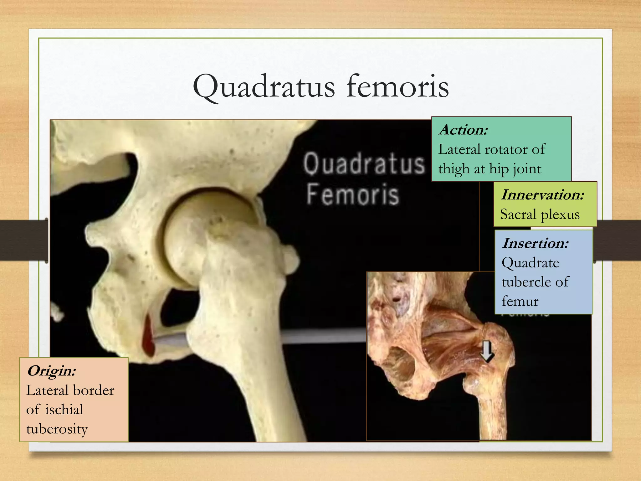 Gluteal region clinical anatomy | PDF