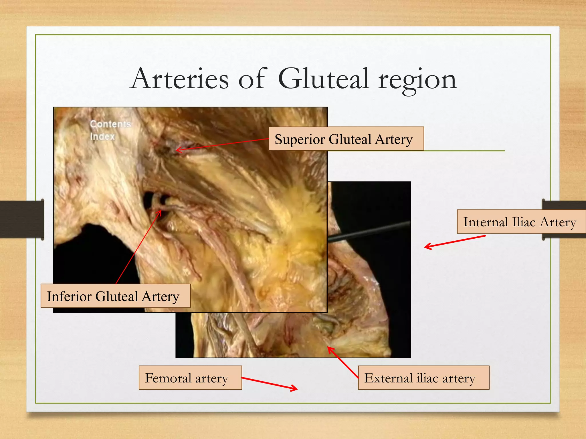 Gluteal region clinical anatomy | PDF