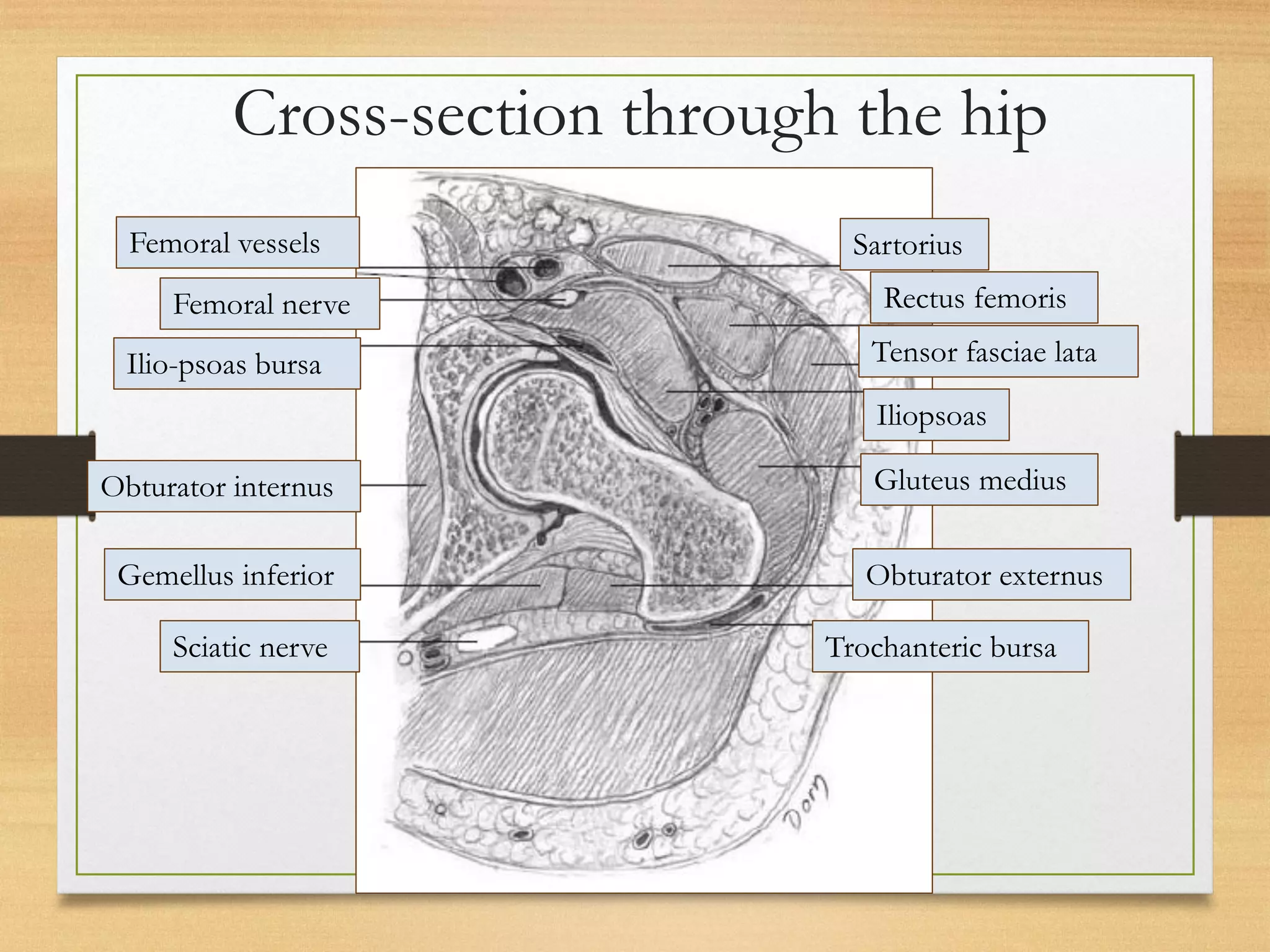 Gluteal region clinical anatomy | PDF