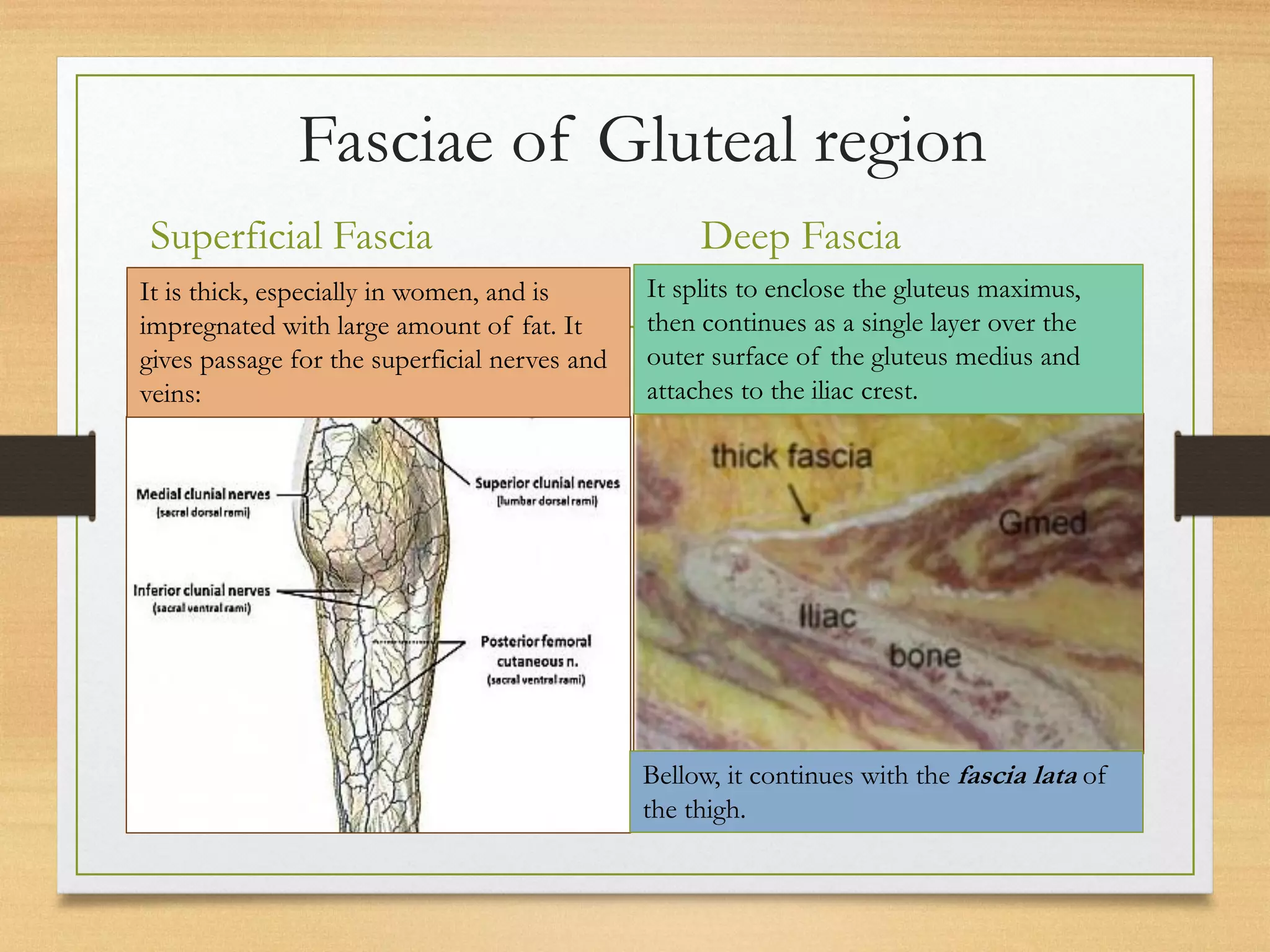 Gluteal region clinical anatomy | PDF