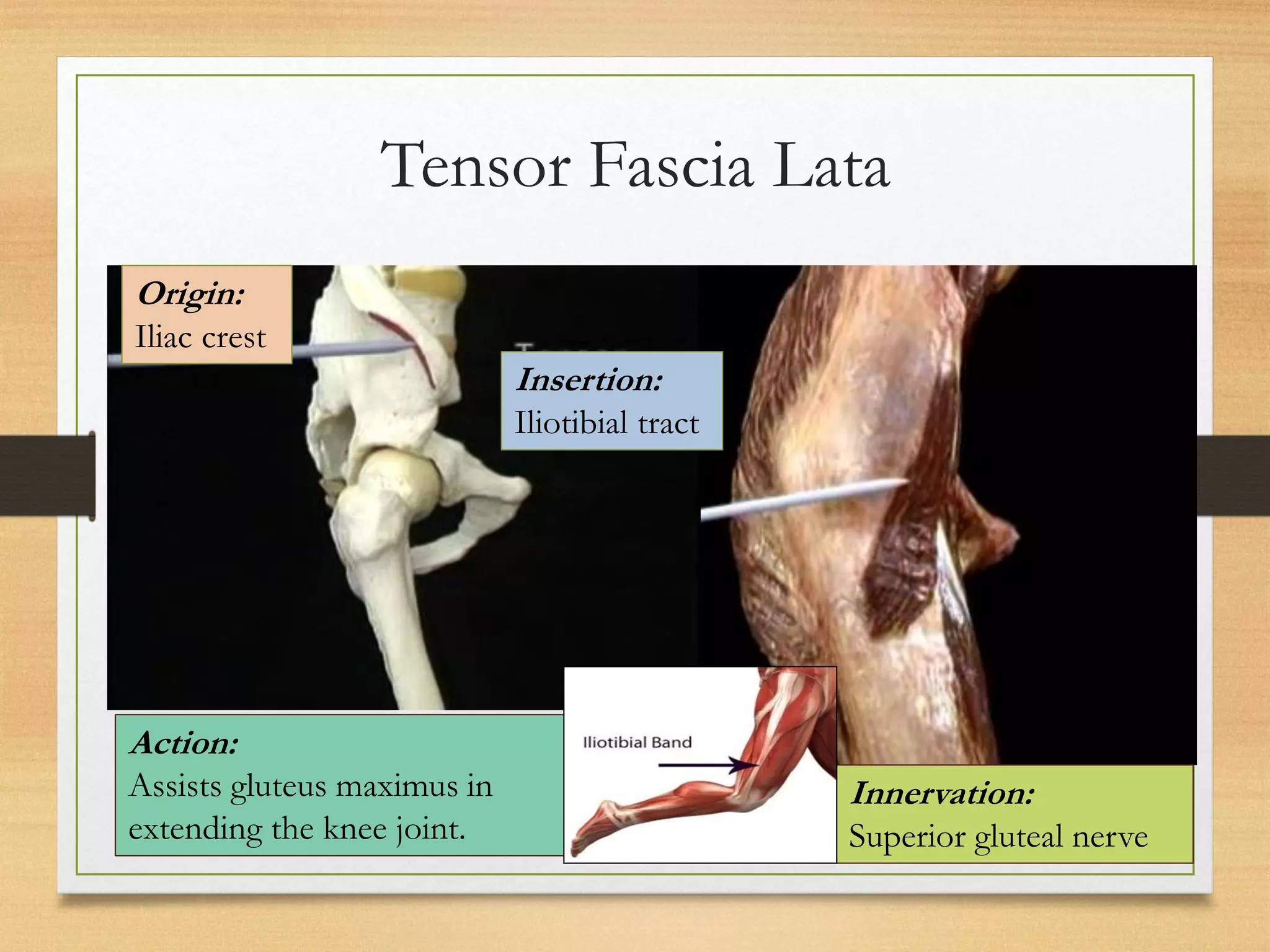 Gluteal region clinical anatomy | PDF