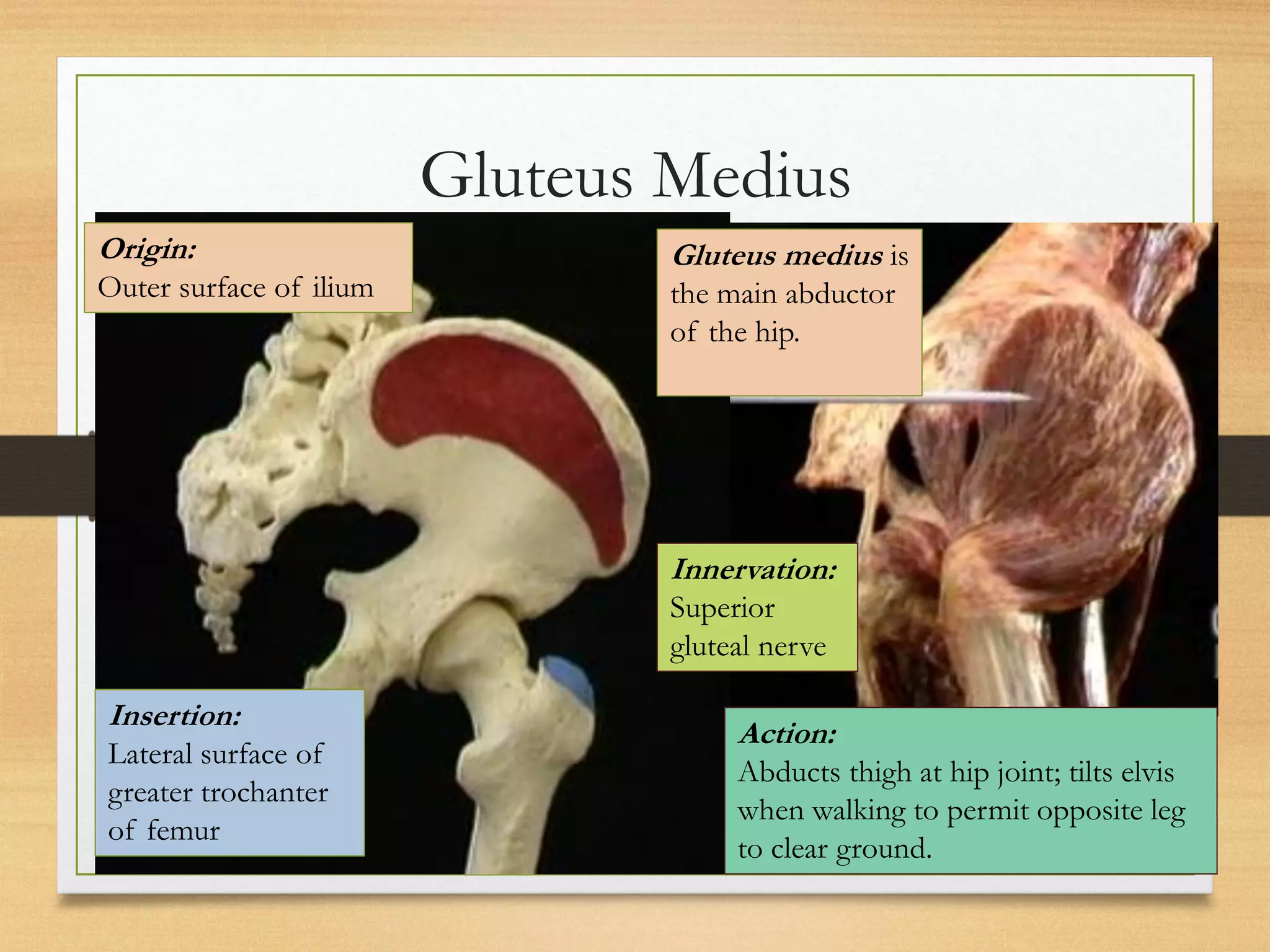 Gluteal region clinical anatomy | PDF