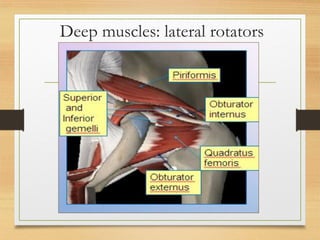 Gluteal region clinical anatomy | PDF