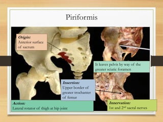 Gluteal region clinical anatomy | PDF