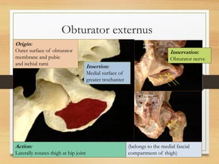 Gluteal region clinical anatomy | PDF