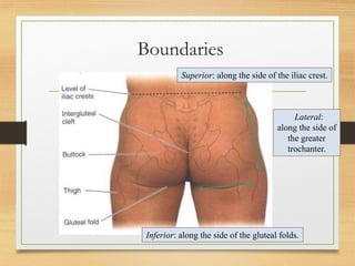 Gluteal Reflex