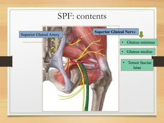 Suprapiriform Foramen