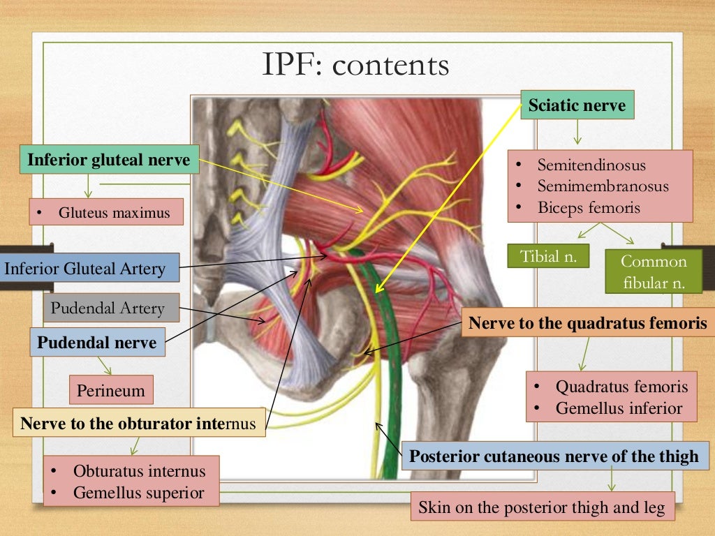 Gluteal region clinical anatomy