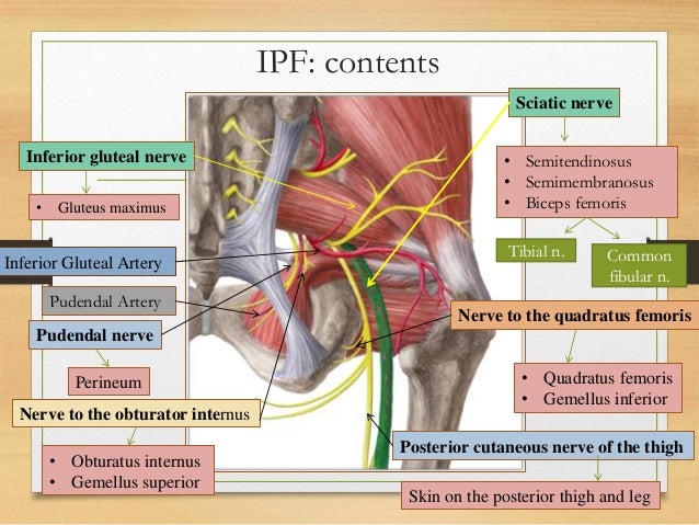 Gluteal region clinical anatomy