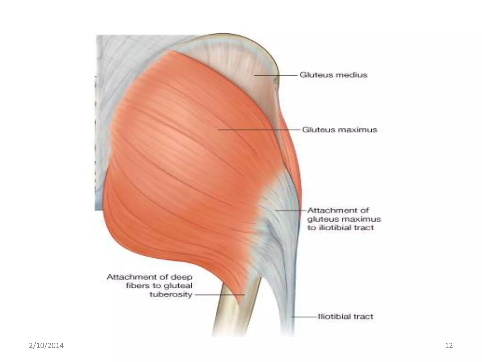 Gluteal region complete | PPTX