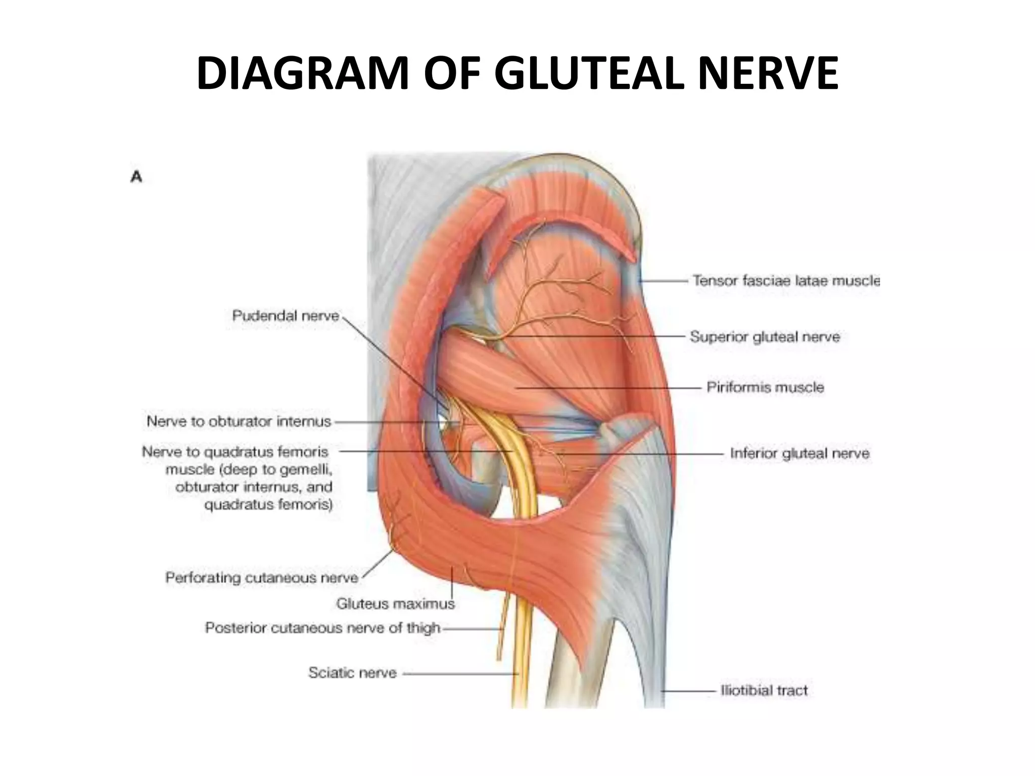 Gluteal region complete | PPTX