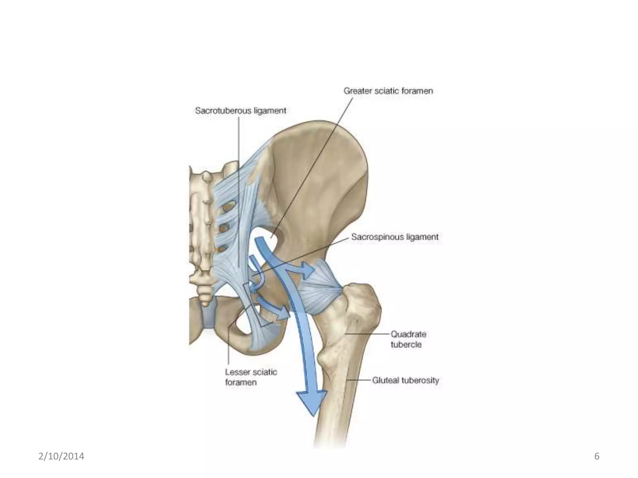Gluteal region complete | PPTX
