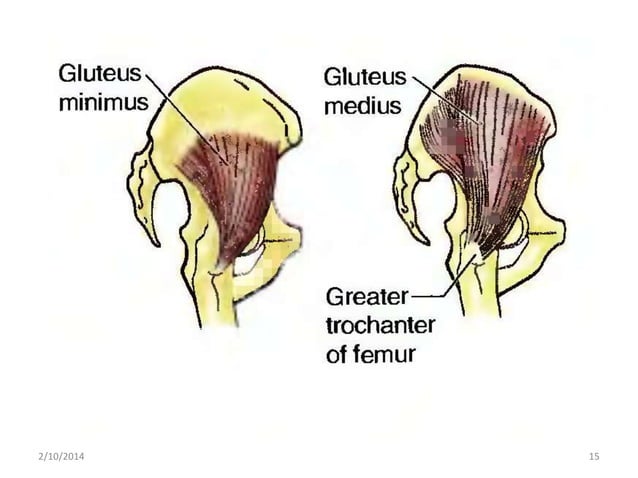 Gluteal region complete | PPTX