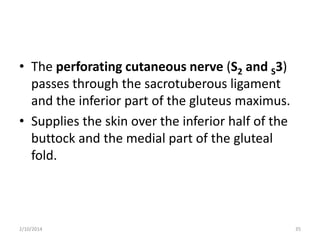 Gluteal region complete | PPTX