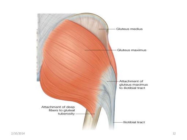 Gluteal region complete