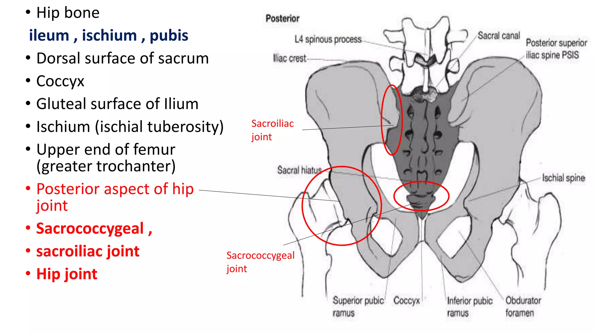GLUTEAL REGION DR MONIKA SHARMA.pptx