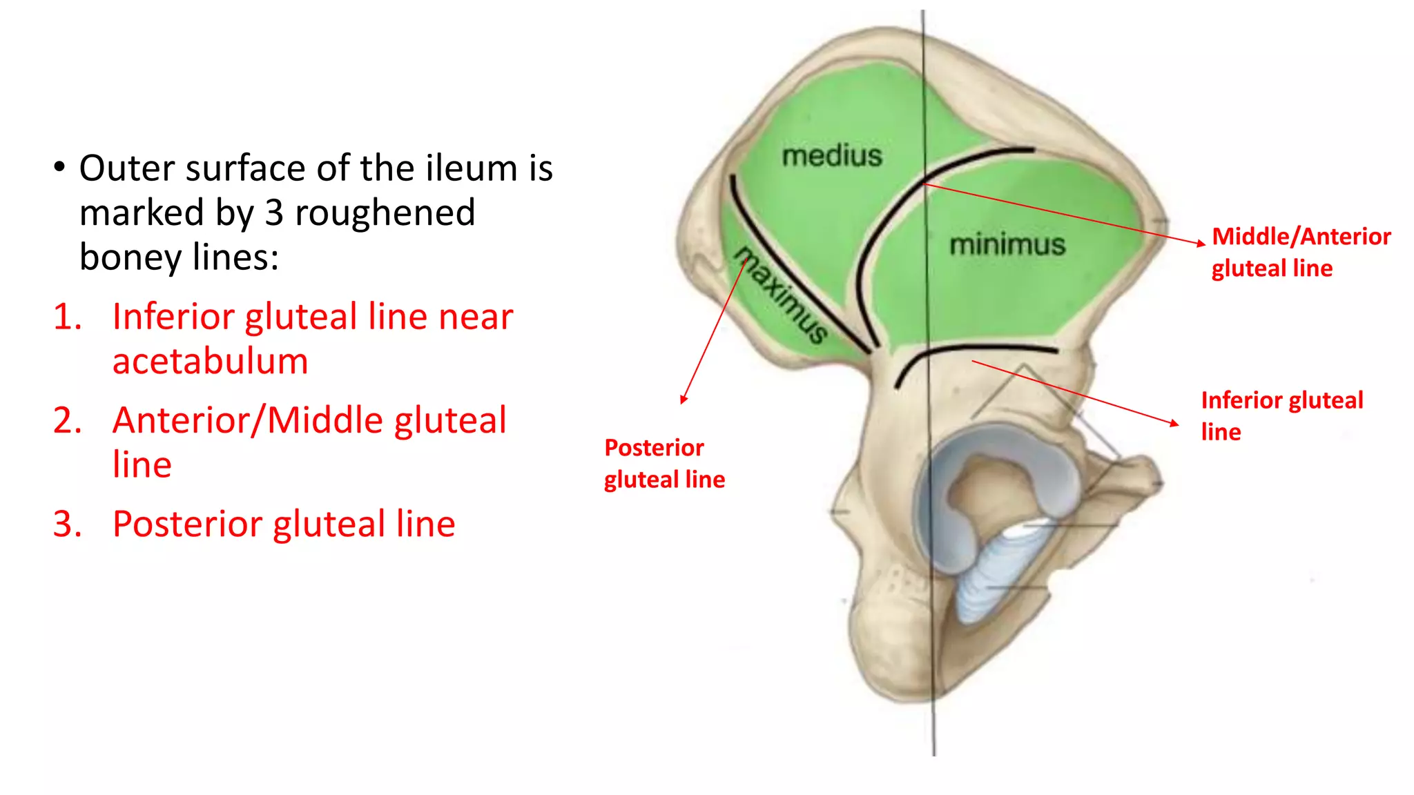 GLUTEAL REGION DR MONIKA SHARMA.pptx