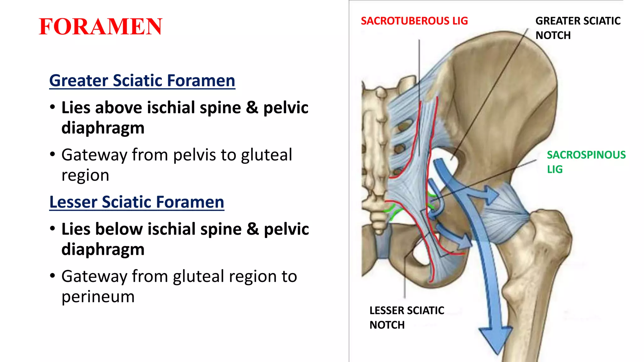 GLUTEAL REGION DR MONIKA SHARMA.pptx