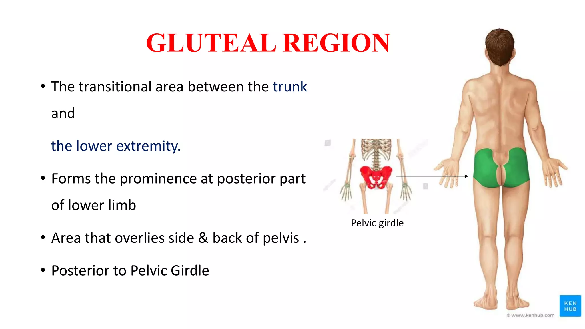 GLUTEAL REGION DR MONIKA SHARMA.pptx