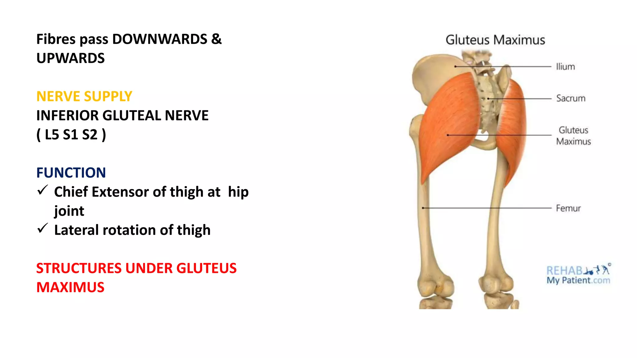 GLUTEAL REGION DR MONIKA SHARMA.pptx