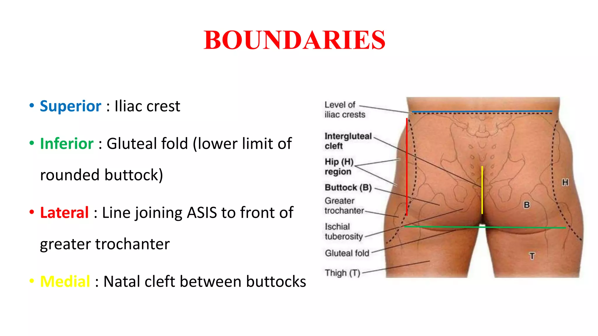GLUTEAL REGION DR MONIKA SHARMA.pptx
