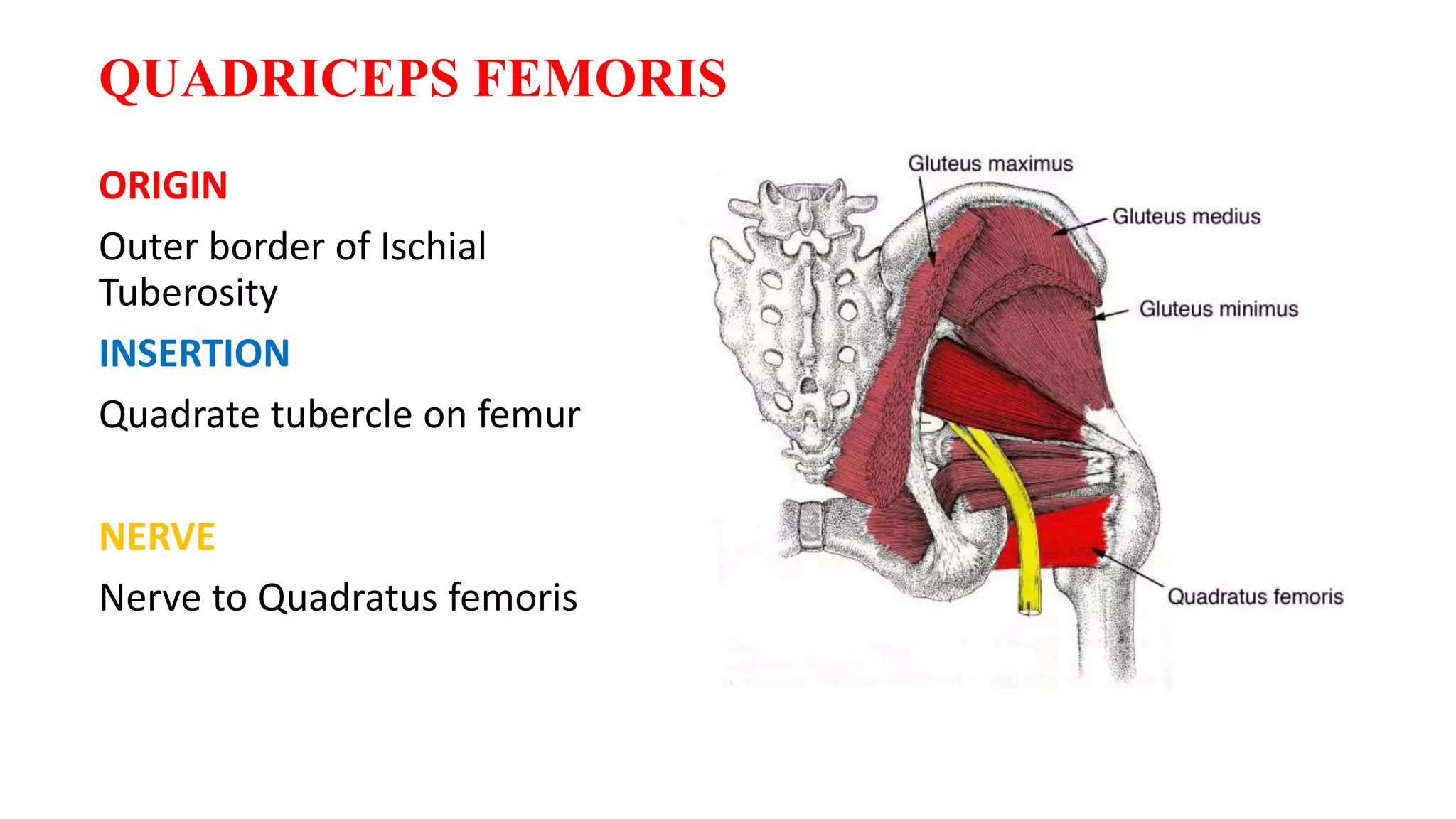 GLUTEAL REGION DR MONIKA SHARMA.pptx