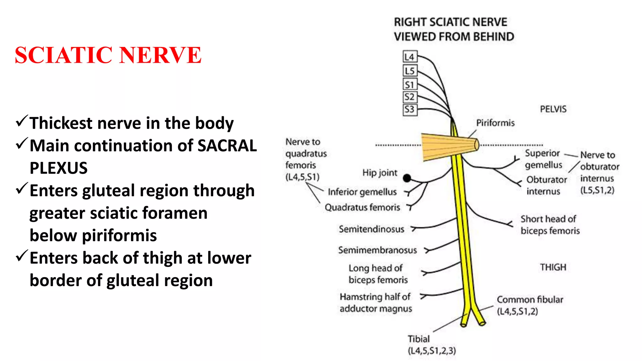 GLUTEAL REGION DR MONIKA SHARMA.pptx
