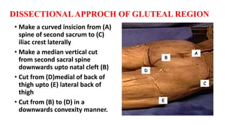 Gluteal Region Dr Monika Sharma Pptx