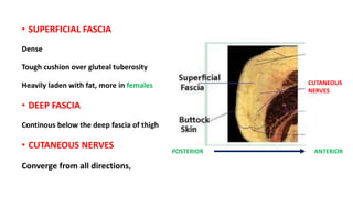 GLUTEAL REGION DR MONIKA SHARMA.pptx