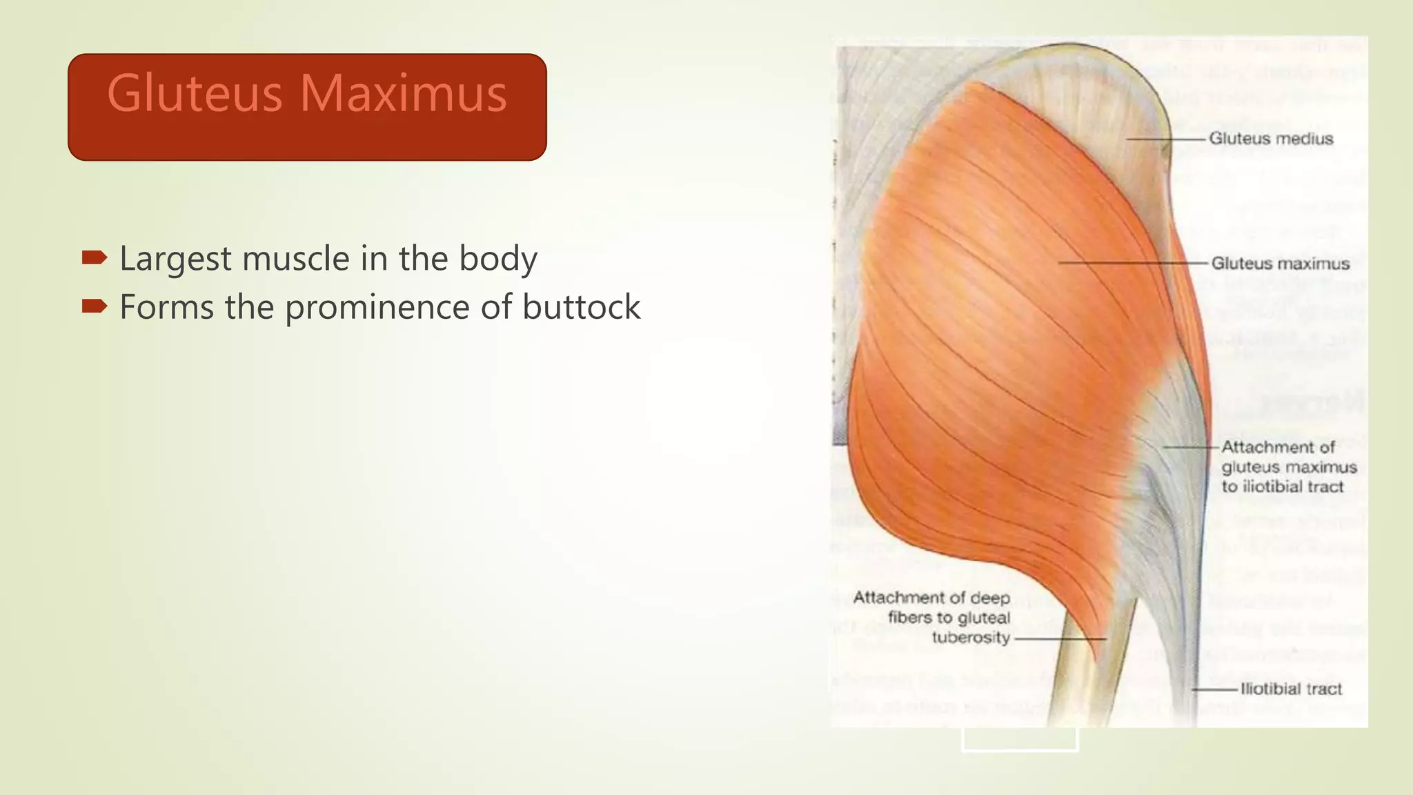 Gluteal region | PPTX