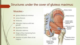 Gluteal region | PPTX