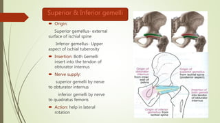 Gluteal region | PPTX