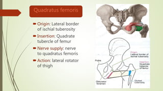 Gluteal region | PPTX