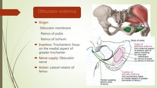 Gluteal region | PPTX
