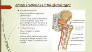 Gluteal region | PPTX