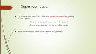 Gluteal region | PPTX