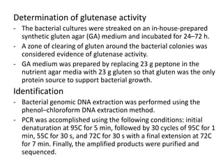 Gluten Degrading Bacteria based on reasearch paper.pptx