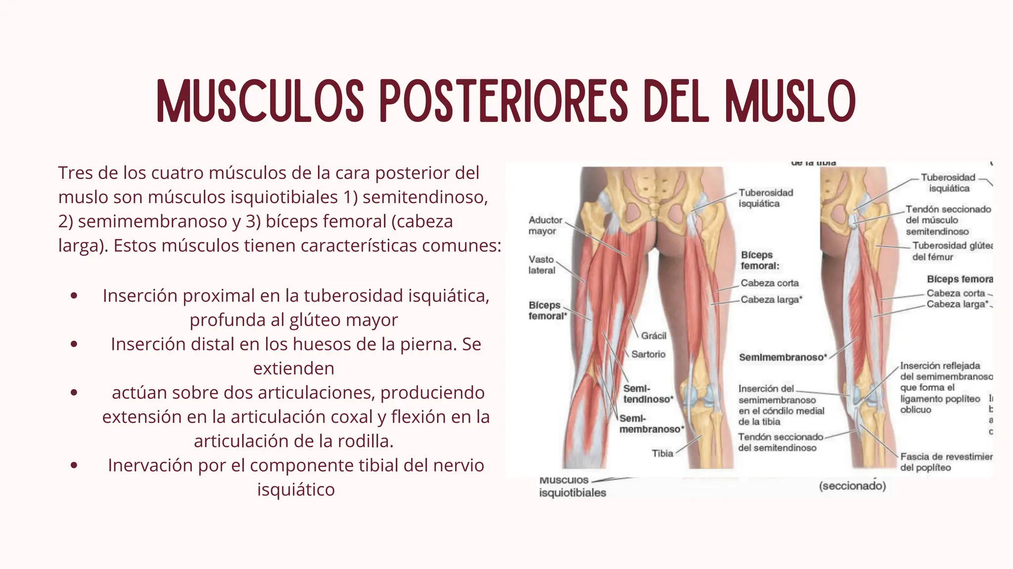 GLUTEO Y MUSCULOS POSTERIORES DEL MUSLO (3).pdf