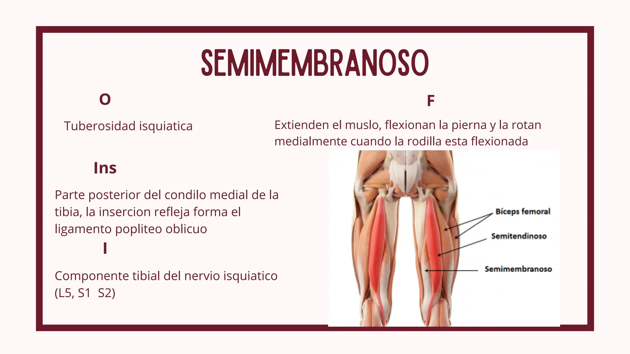 GLUTEO Y MUSCULOS POSTERIORES DEL MUSLO (3).pdf
