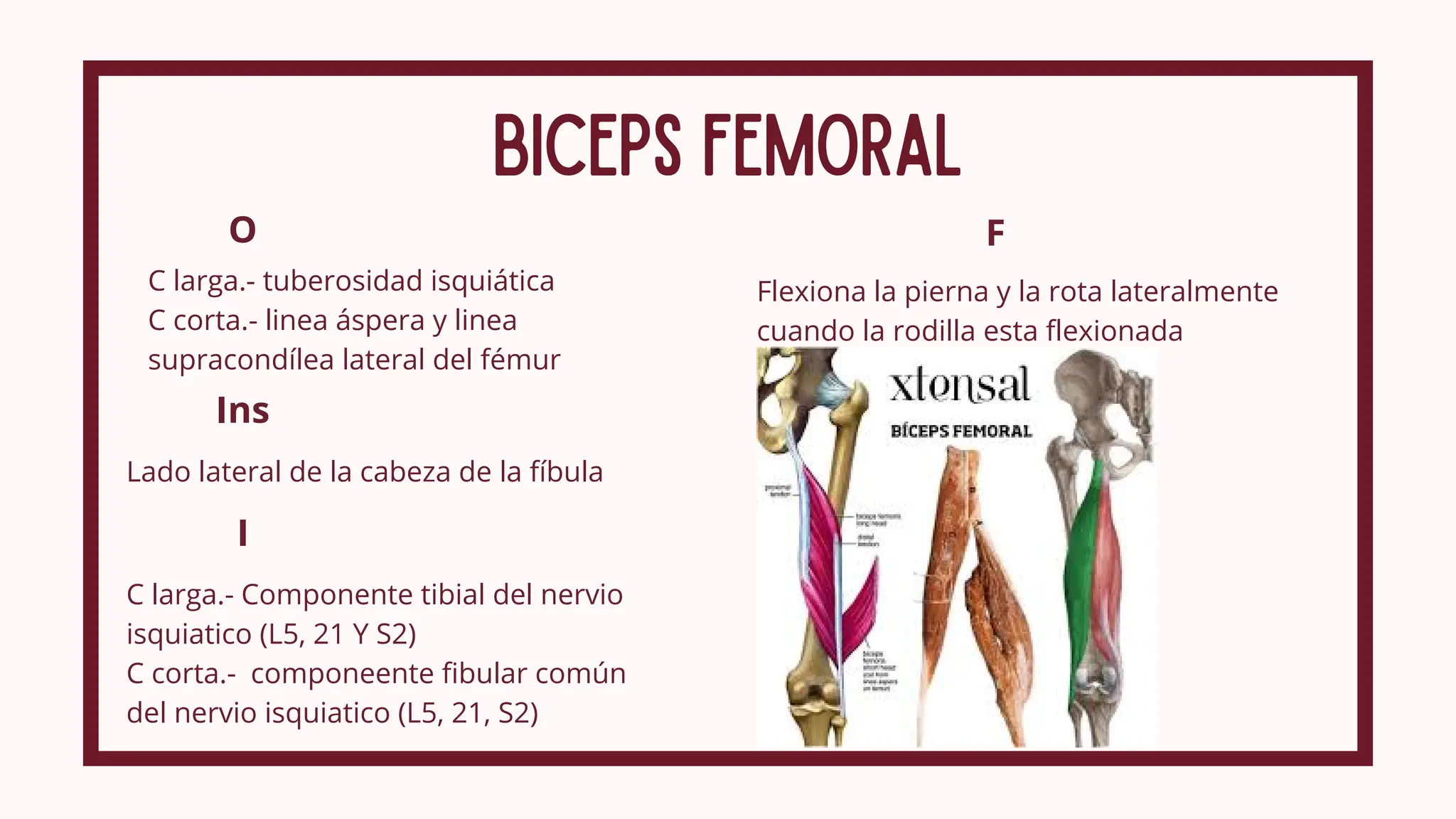 GLUTEO Y MUSCULOS POSTERIORES DEL MUSLO (3).pdf